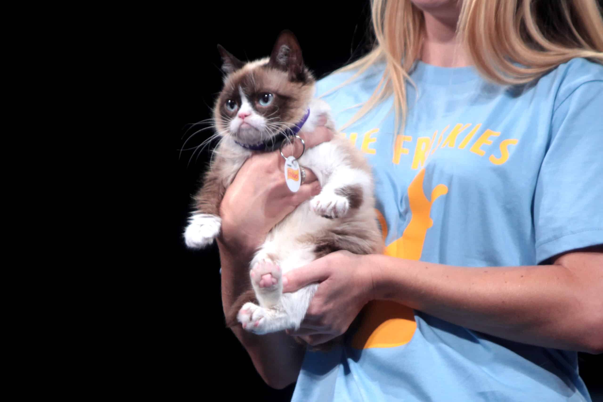 Grumpy Cat is nu ook als musicalster te zien op Broadway